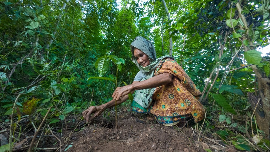 WithOneSeed Community Forest Programme, Timor-Leste – Gold Standard ...